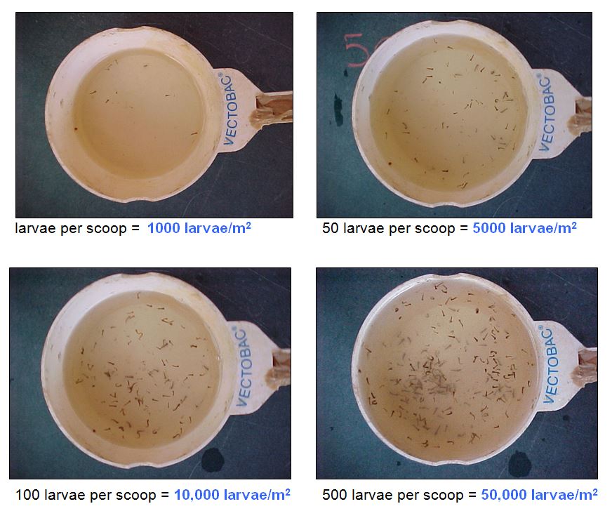Larval mosquito monitoring